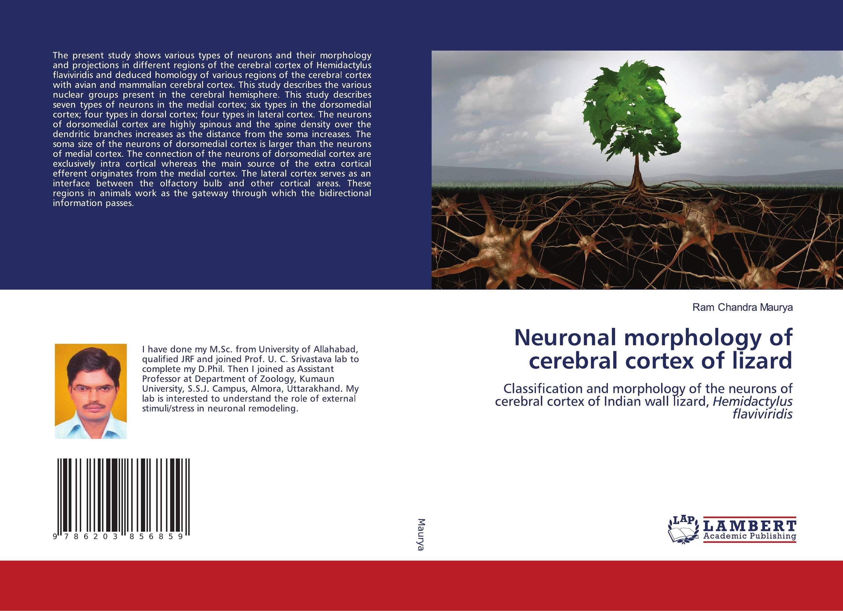 Купить Neuronal Morphology Of Cerebral Cortex Of Lizard Classification